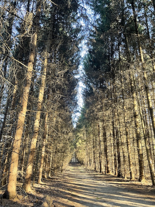 Tree Farm Trail Photo Peninsula, Ohio